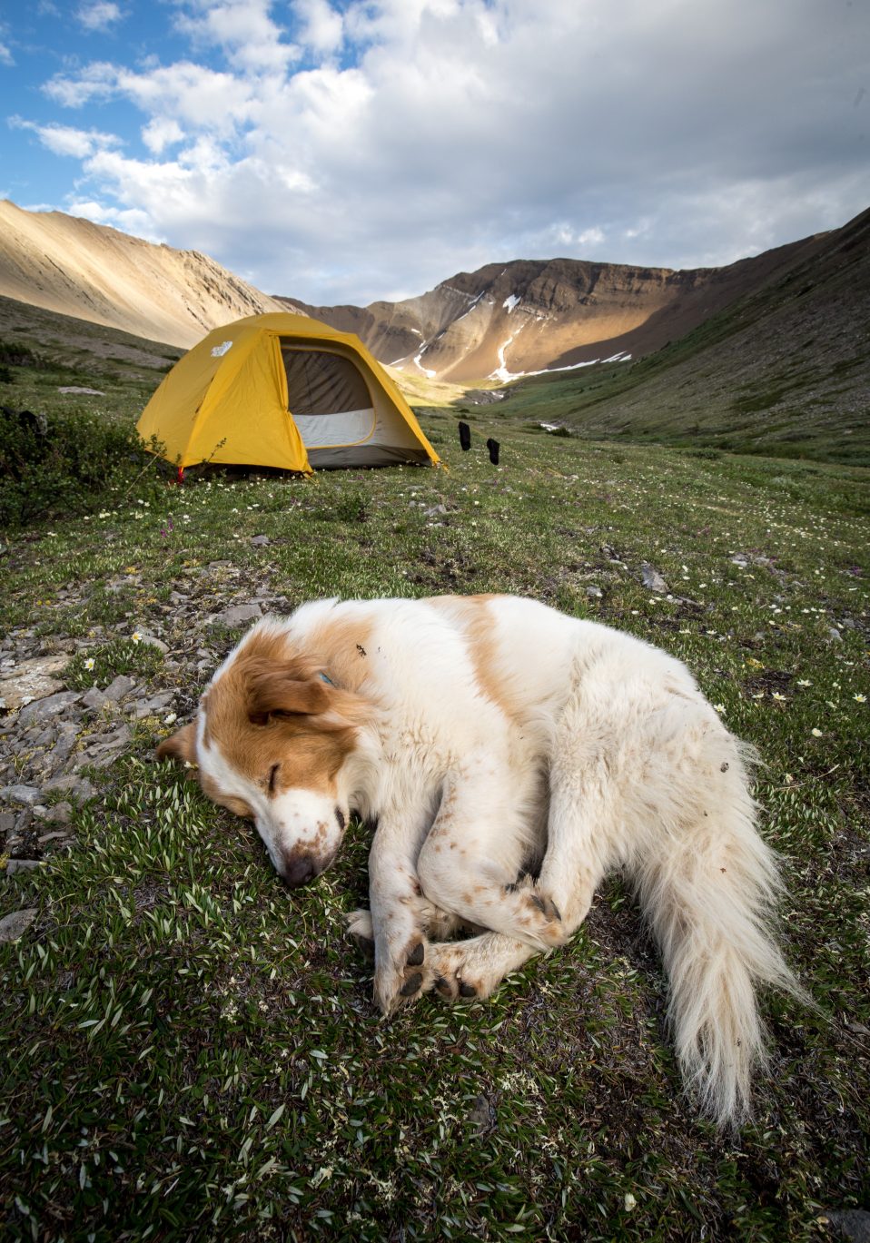 Trans Canada Trail | How a dog – and a SPOT X™ 2-Way device – saved a ...