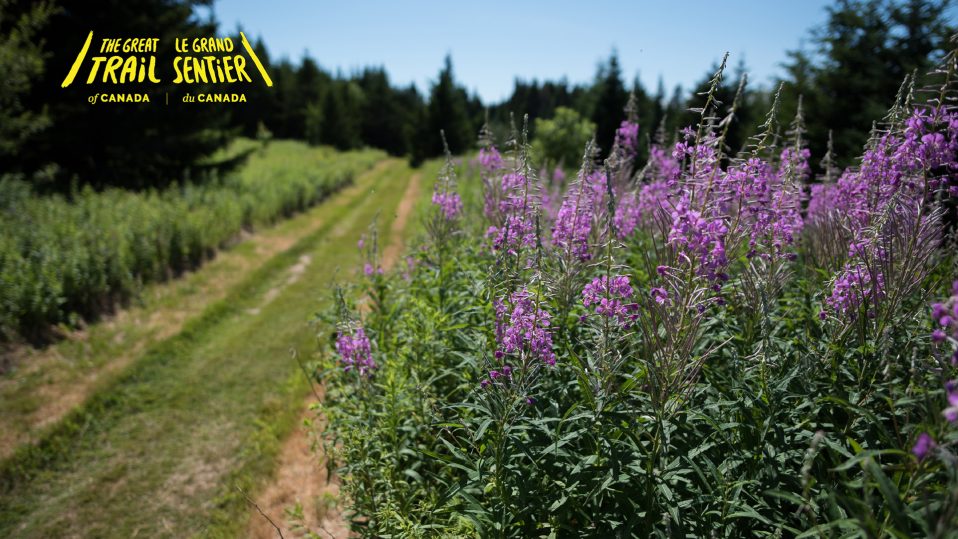 Trans Canada Trail | Zoom backgrounds