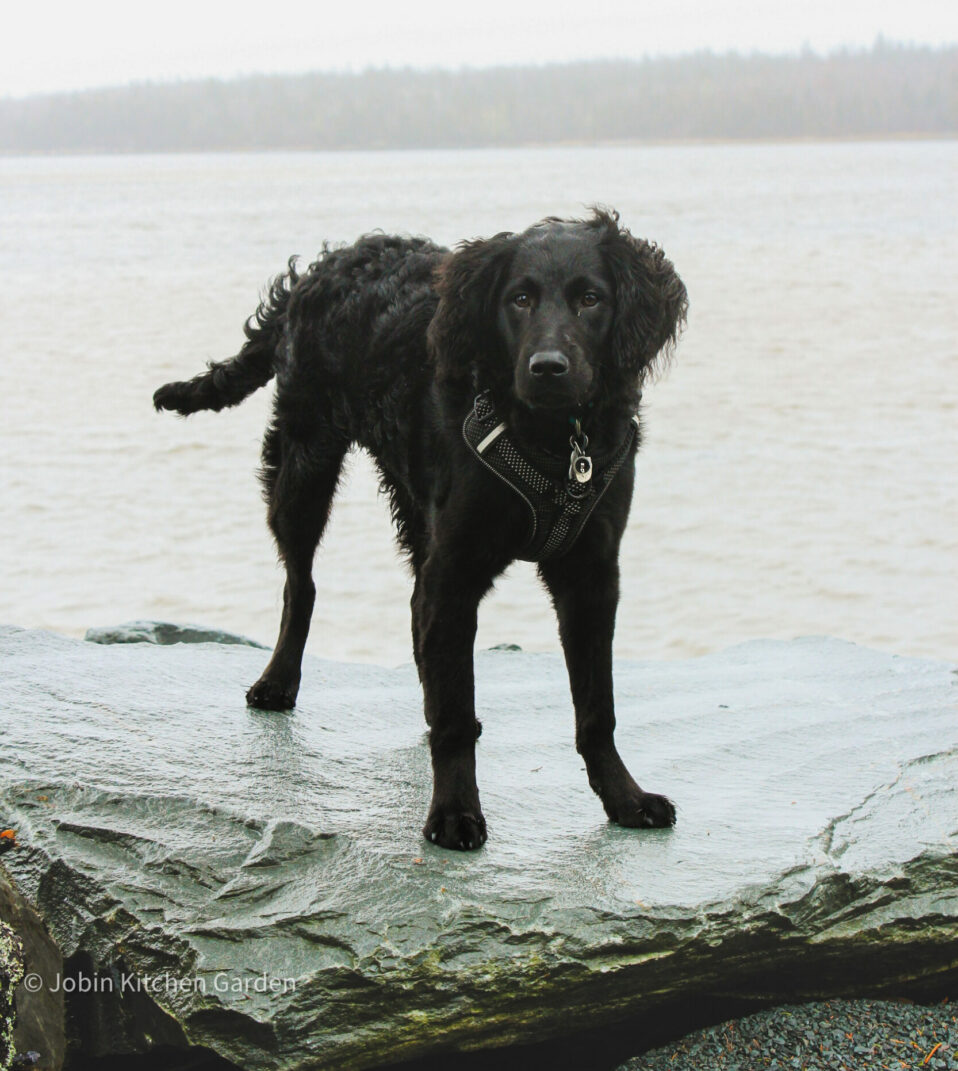 Trans Canada Trail | Flora, Fauna and Furry Friends Make for a Great ...